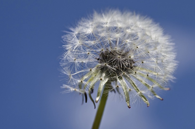 Hooikoorts | Ortho VoedingABC